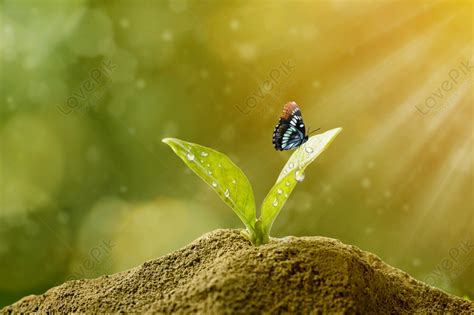 Spring Grass Download Free Banner Background Image On Lovepik 401690186