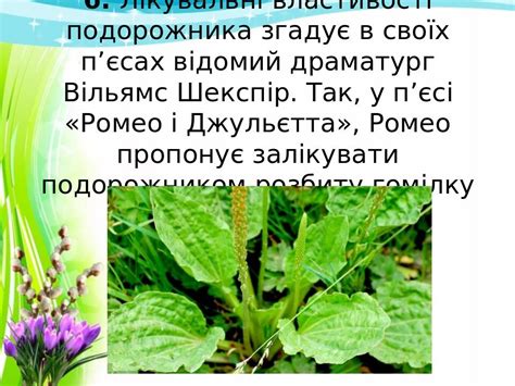 Презентація "Цікаві факти про подорожник" (ЯДС 3 клас) | . Я досліджую світ