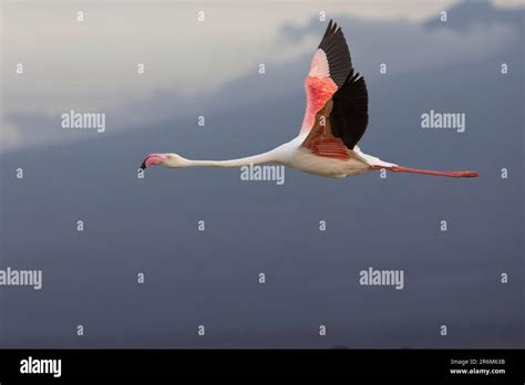 Greater Flamingo Phoeniconaias Roseus In Flight Amboseli National