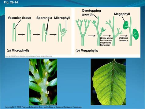 Plant Diversity I How Plants Colonized Land Ppt Download