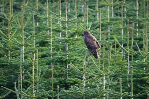 Buse Oiseau De Proie Aigle Photo Gratuite Sur Pixabay Pixabay