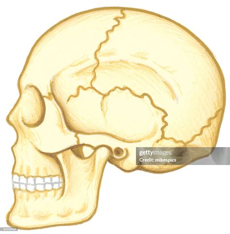 Illustration Of Fixed Joint In Human Skull High Res Vector Graphic Getty Images