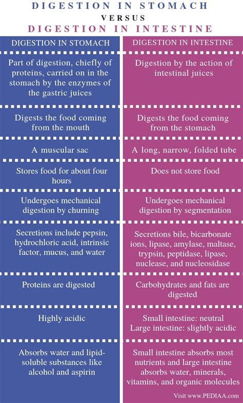What Is The Difference Between Digestion In Stomach And Digestion In Intestine Pediaa Com