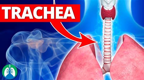 Trachea Medical Definition Quick Explainer Video Youtube