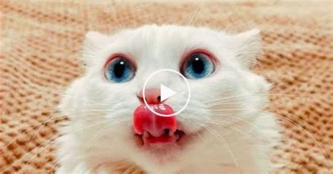 1 Hour Funny Cats Compilation 2022😂 Funny And Cute Cat Videos To Make