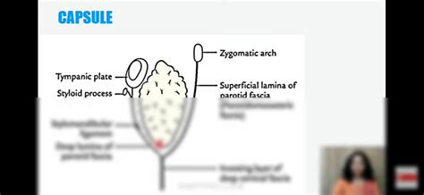 SOLUTION Anatomy Of All Salivary Glands Studypool