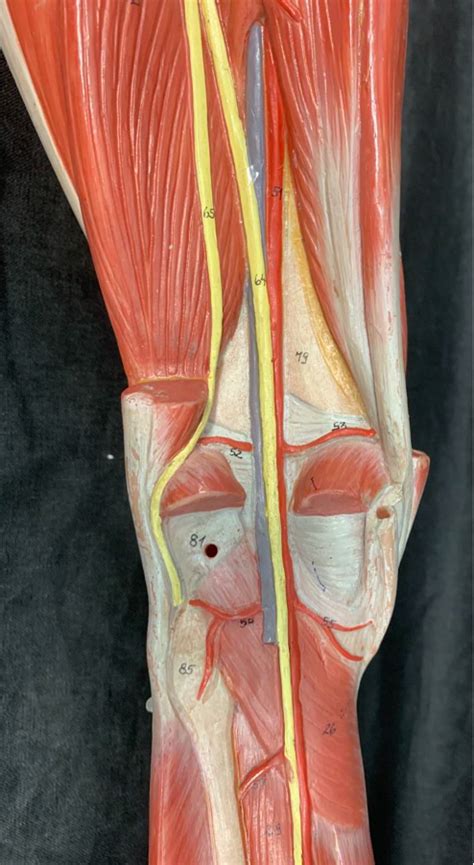 Diagram Of 9 Lower Limb Posterior View Quizlet