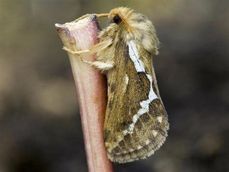 Common Swift Butterfly Conservation