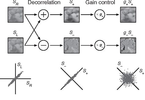 Figure 1 From Perceived Direction Of Motion Determined By Adaptation To