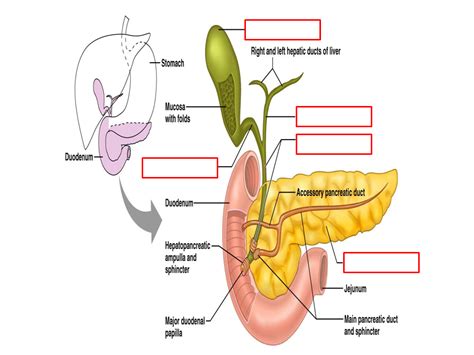 Gall Bladder Diagram Quizlet