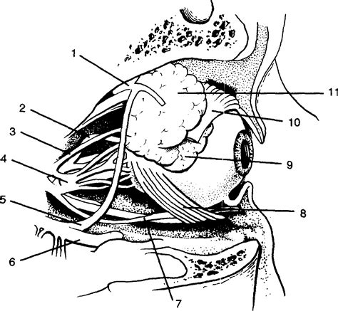 1 泪腺 眼科解剖学 医学