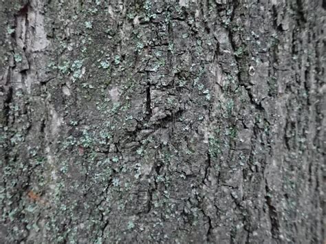 Texture Of A Tree Trunk Skin Stock Image Image Of Environment Grunge