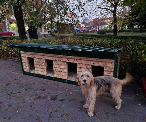Dobra Vest Iz Svrljiga Ku Ice Za Ivotinje Bez Prebivali Ta Svrljiske Novine