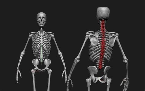 14分钟学会人体骨头制作zbrush零基础建模教程 哔哩哔哩