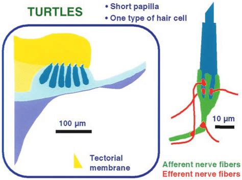 A Schematic Summary Of The Structure Of The Auditory Papilla In A