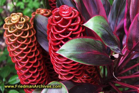 Hawaii Flora And Fauna
