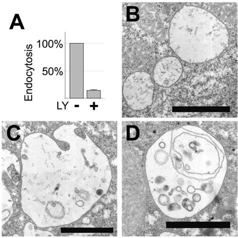 Pdf Formation Of Multivesicular Endosomes In Dictyostelium