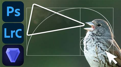 Pro Wildlife Photographers Reveal Their Editing Workflows YouTube