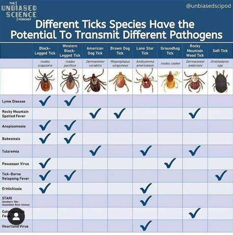 Different Tick Species And Their Transmission Potential