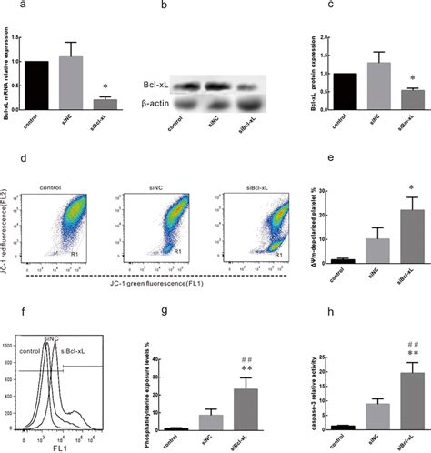 Bcl Xl Sirna Effectively Knocks Down Bcl Xl Mrna And Protein And