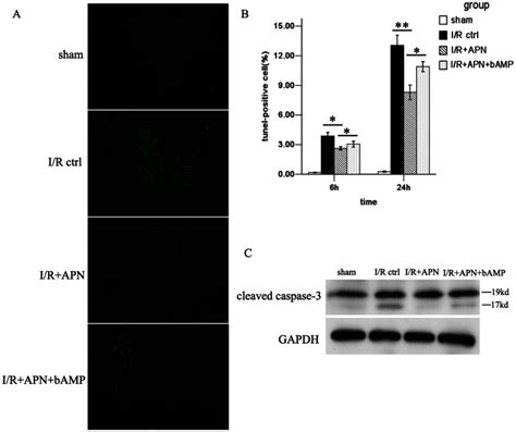A Representative Liver Sections For Tunel Staining Of Apoptotic Cells