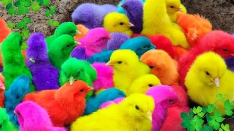 World Cute Chickens Colorful Chickens Rainbows Chickens Cute Ducks