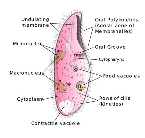 What Is The Difference Between Contractile Vacuole And Food Vacuole