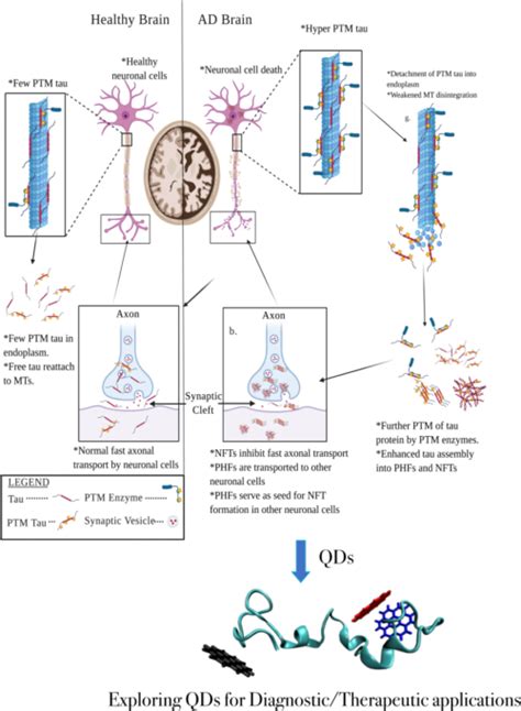 Identifying The Potential Of Quantum Dots To Detect And Disrupt Tau