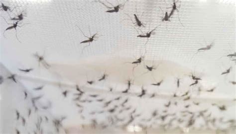 10 Easy Ways To Keep Mosquitoes Out Of Your Apartment