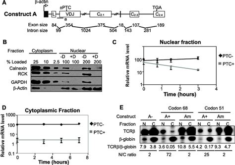 Ptcs Elicit Nuclear Fraction Decay And Nips A Schematic Diagram Of