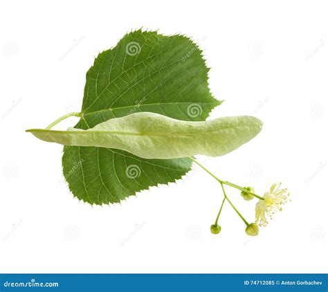 Bloem En Blad Van Linde Stock Afbeelding Image Of Gezondheid 74712085