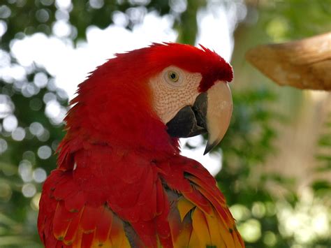 鳥 スカーレット コンゴウインコ Pixabayの無料写真