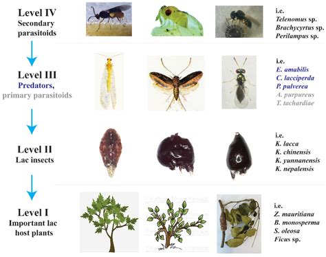 Life Cycle Of Lac Insects