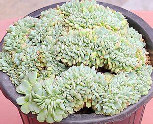 씨에라철화 엑스플랜트