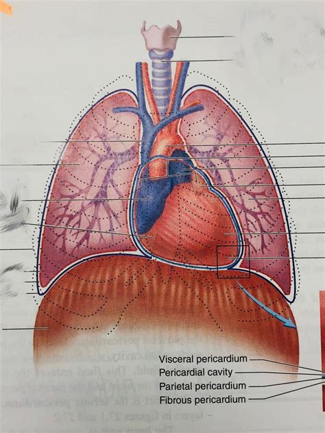 Thoracic Cavity Labeled