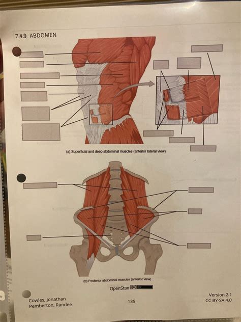 Abdomen Muscles Diagram Quizlet