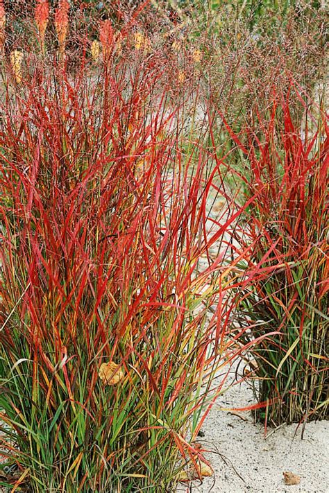 Ornamental Grass Red Switch Grass At Leonard Gagliano Blog