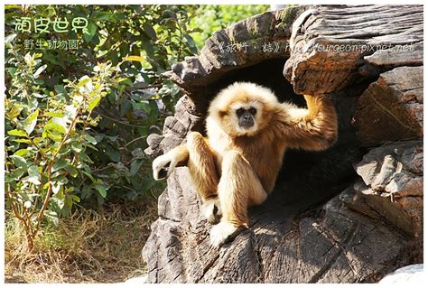 《台南》頑皮世界 動物園｜饗樂生活誌