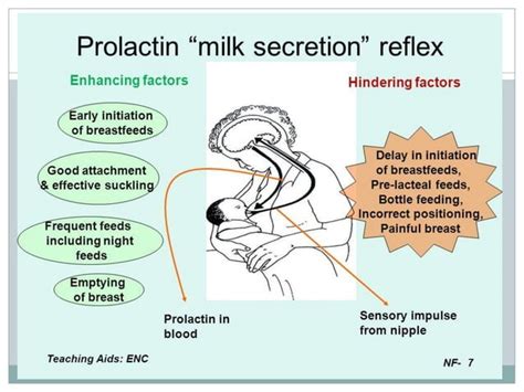 Physiology Of Lactation Pdf Pregnancy Reproductive Health