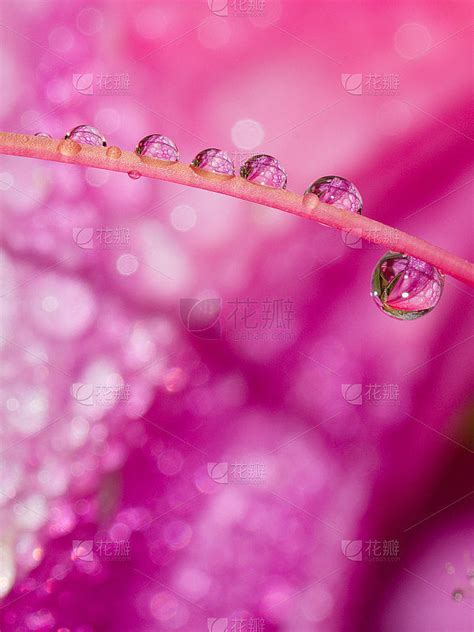 粉红花瓣背景上的水滴和露珠