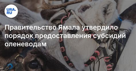Правительство Ямала утвердило порядок предоставления субсидий оленеводам