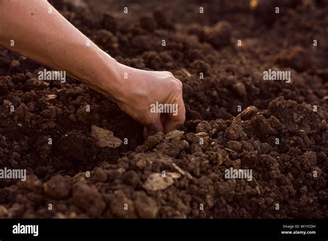 Woman S Hand Seeding New Plant Stock Photo Alamy