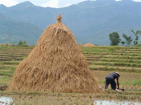 Berkebun Cara Fermentasi Jerami Untuk Pakan Ternak Domba Kambing