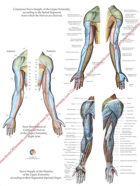 Nerve Innervation Arms Legs Posters Body Of Elements