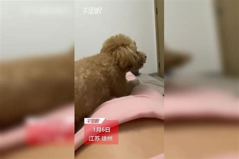 【江苏】狗狗守护怀孕女主人，老公摸胎动遭狗狗驱赶