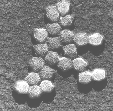 Cellvirus And Biology Related Pictures Techpowerup Forums