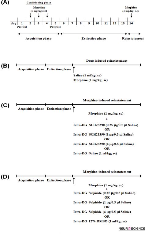 Figure 1 From The Blockade Of D1 D2 Like Dopamine Receptors Within The Dentate Gyrus Of