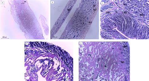 Photomicrograph Ob 10 × Of Testes During The Gonadal Cycle In