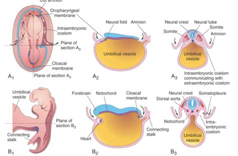 Embryology Of The Lung Development Of Body Cavities Flashcards Quizlet