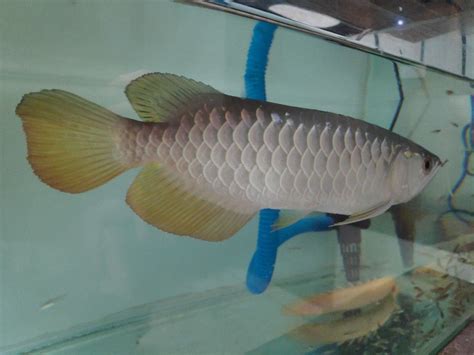 Ikan Arwana Golden Red Scleropages Formosus Perabotan Rumah Di Carousell
